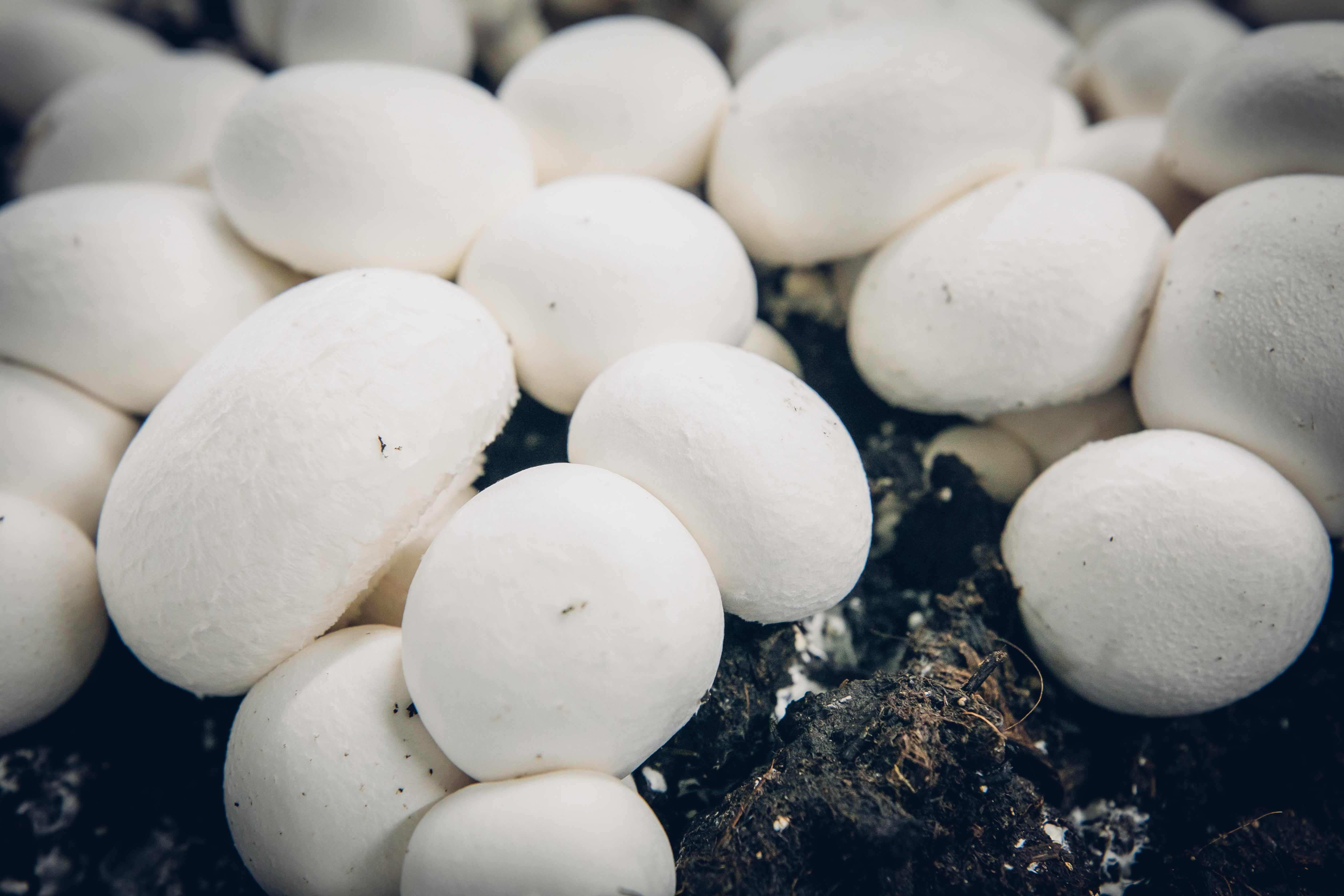 Champignons de Paris - Champignons Renaud & Fils